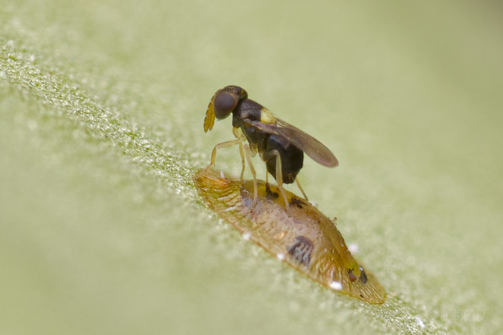 Coccophagus from Los Nova, San Cristóbal 91000, República Dominicana on ...