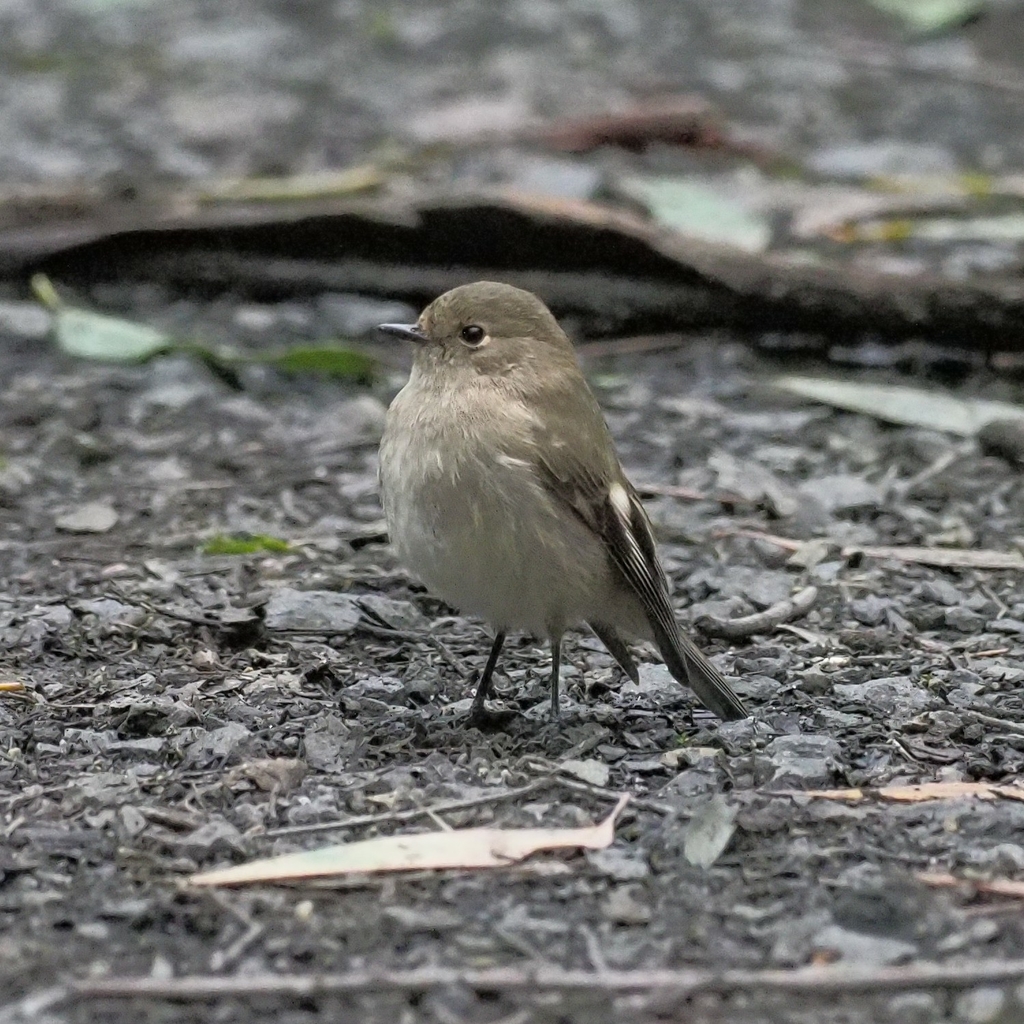 Flame Robin from Ada VIC 3833, Australia on April 17, 2021 at 03:00 PM ...