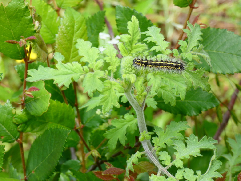 Tiger Moths from Temple, TX, USA on April 17, 2021 at 01:30 PM by Linda ...