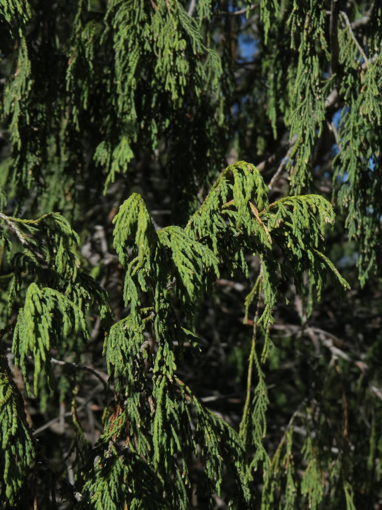Weeping Juniper from Arteaga, Coah., México on November 30, 2017 at 12: ...