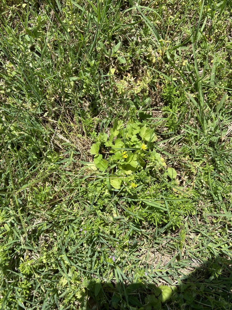 Rough-fruited buttercup from Brothers Blvd, College Station, TX, US on ...