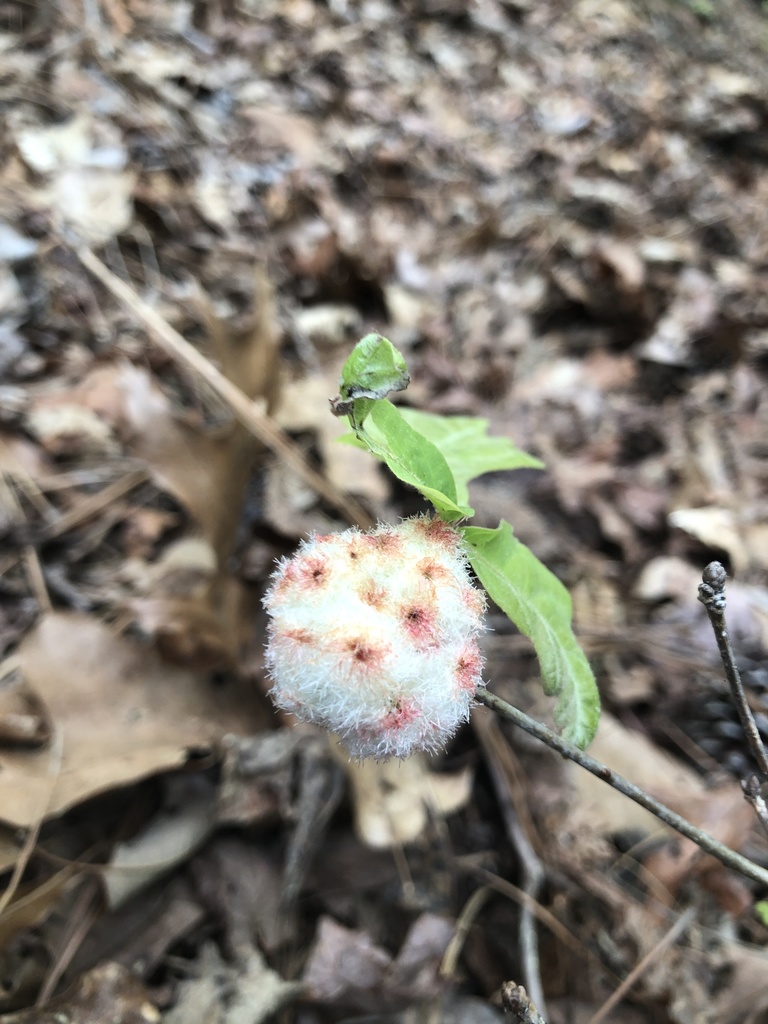Wool Sower Gall Wasp from Oak Mountain State Park, Pelham, AL, US on ...