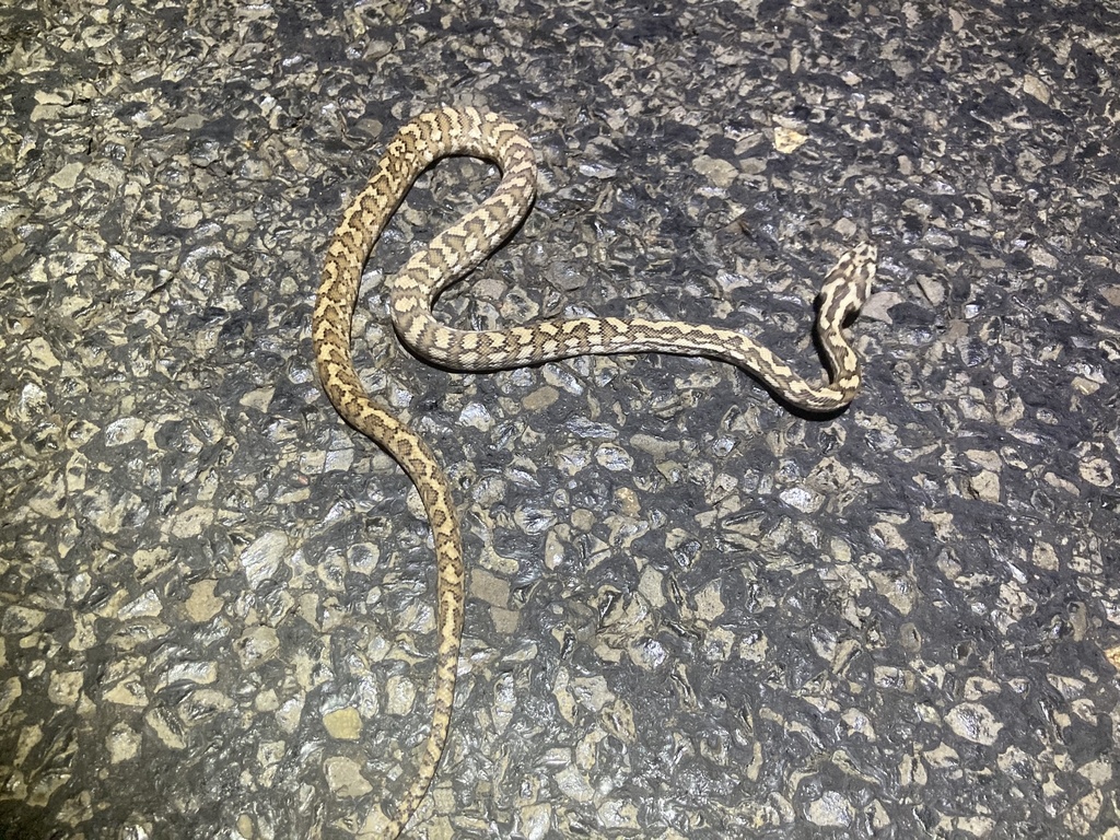 Jungle Carpet Python from Lakeland, QLD, AU on April 17, 2021 at 08:08 ...