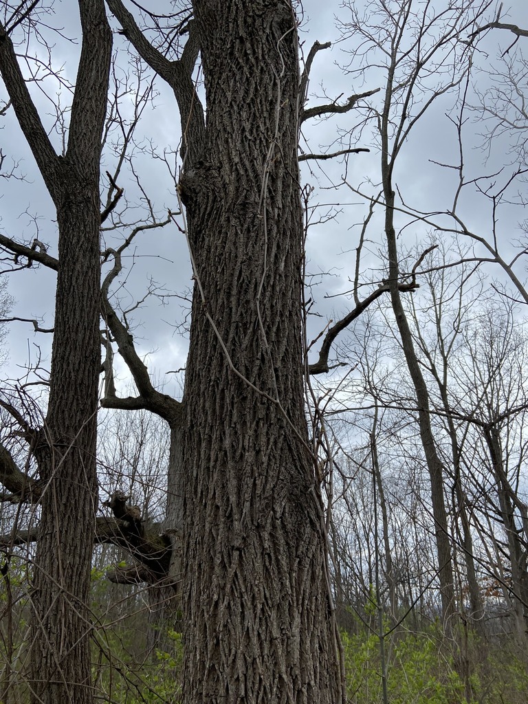 dicots from SUNY Geneseo Arboretum on April 17, 2021 by Meghan Loftus ...