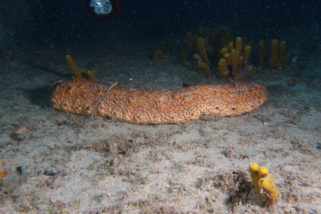 Holothuria (Intertidal species of NE Atlantic) · iNaturalist