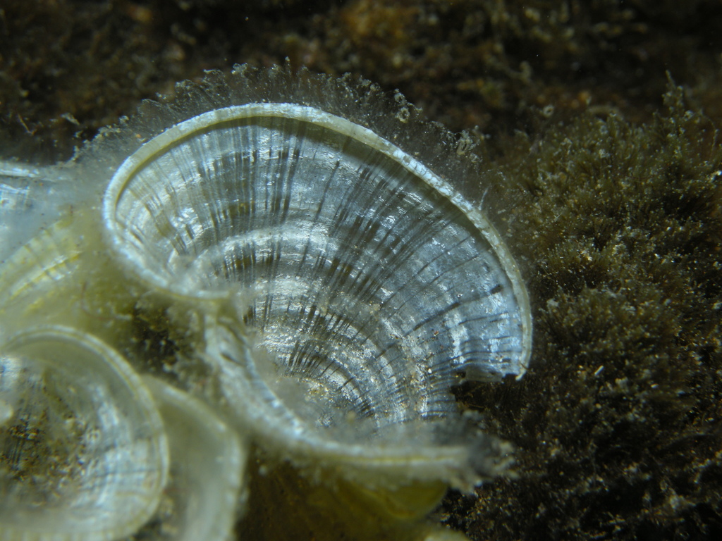 Padina (Isla de Juventud Under Water Field Guide) · iNaturalist
