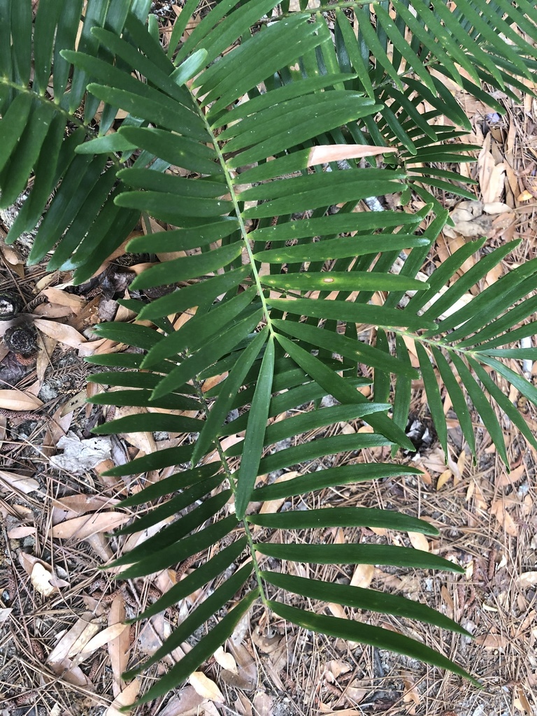 Coontie in April 2021 by Houston Chandler · iNaturalist