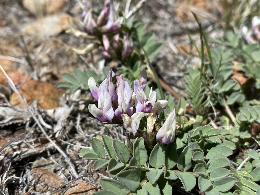 Browse Milkvetch from US-20, Carey, ID, US on April 17, 2021 at 02:24 ...