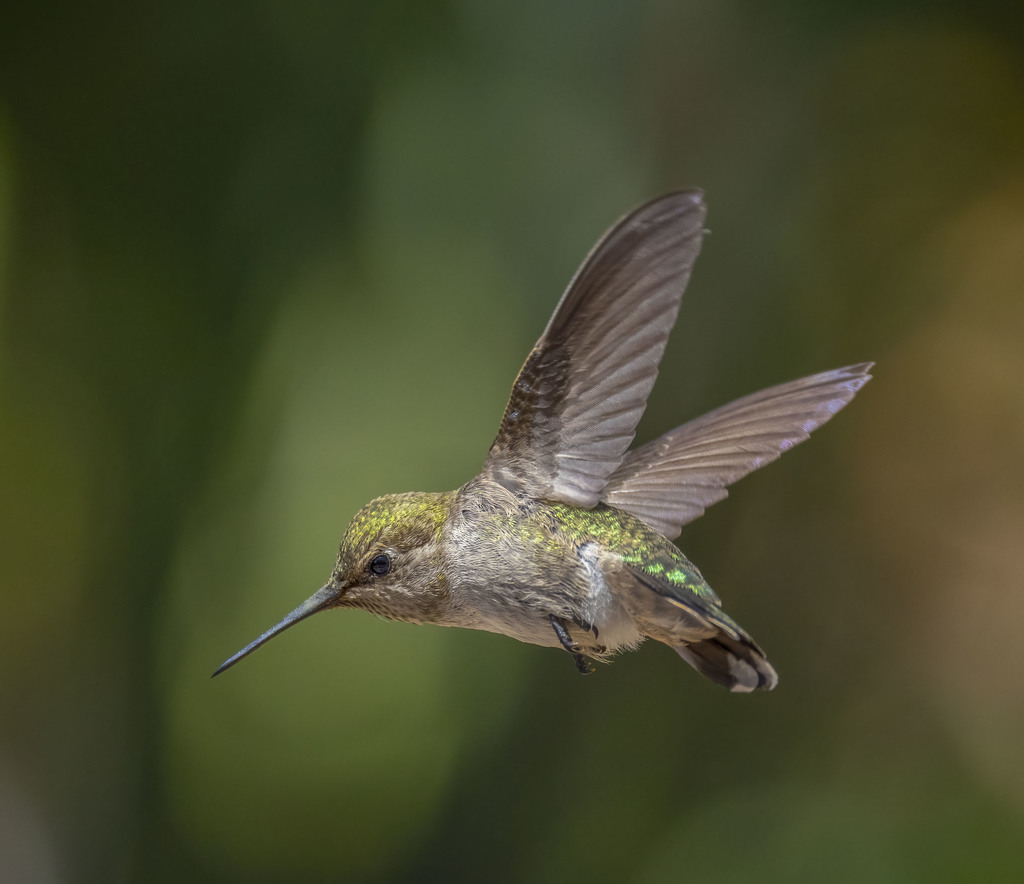 Anna's Hummingbird (Huttenlocker Lab) · iNaturalist