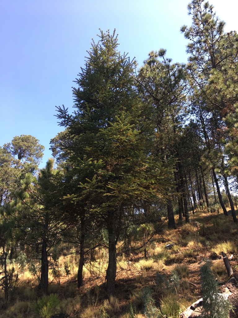 sacred fir from Tianguistenco, Edomex, MX on April 17, 2021 at 10:42 AM ...