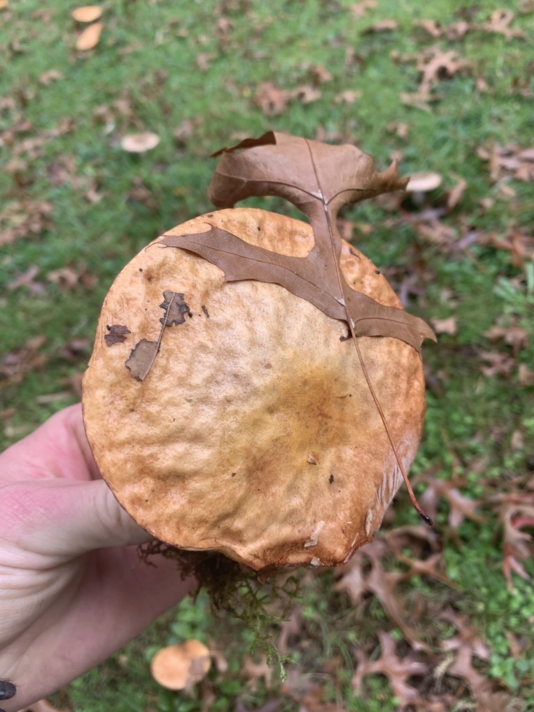 Slippery Jacks from Hamilton Gardens, Hamilton East, Waikato, NZ on ...