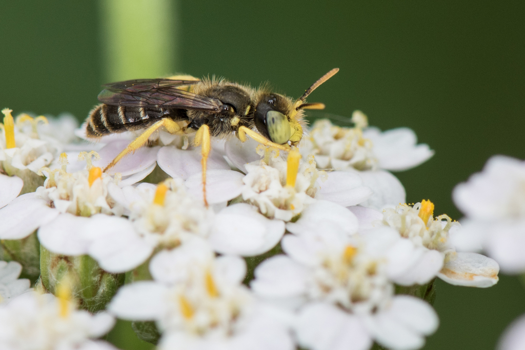 Eastern Miner Bee (Wasps, Bees, and Ants of the Richmond, Henrico, and ...