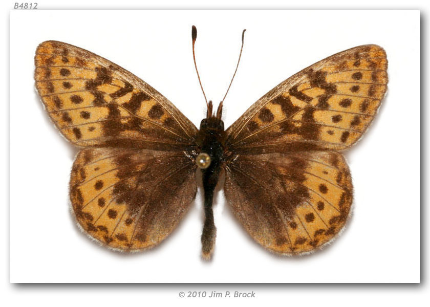 Frigga Fritillary (Arthropods of Sweitzer Lake State Park) · iNaturalist