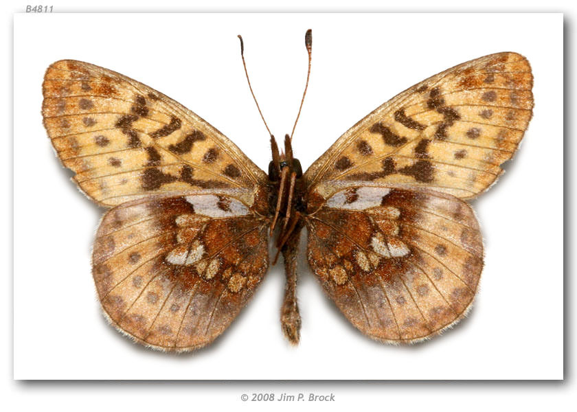 Frigga Fritillary (Arthropods of Sweitzer Lake State Park) · iNaturalist