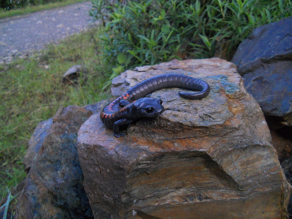 Giant False Brook Salamander in September 2014 by alain_tobon · iNaturalist