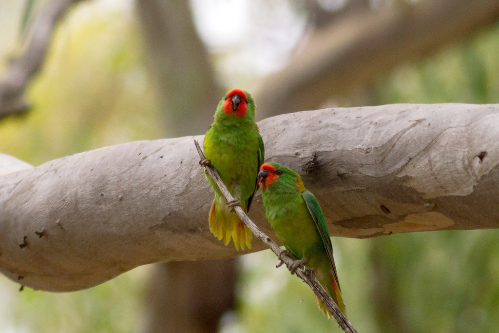 Little Lorikeet (Parvipsitta pusilla) - Avian Discovery