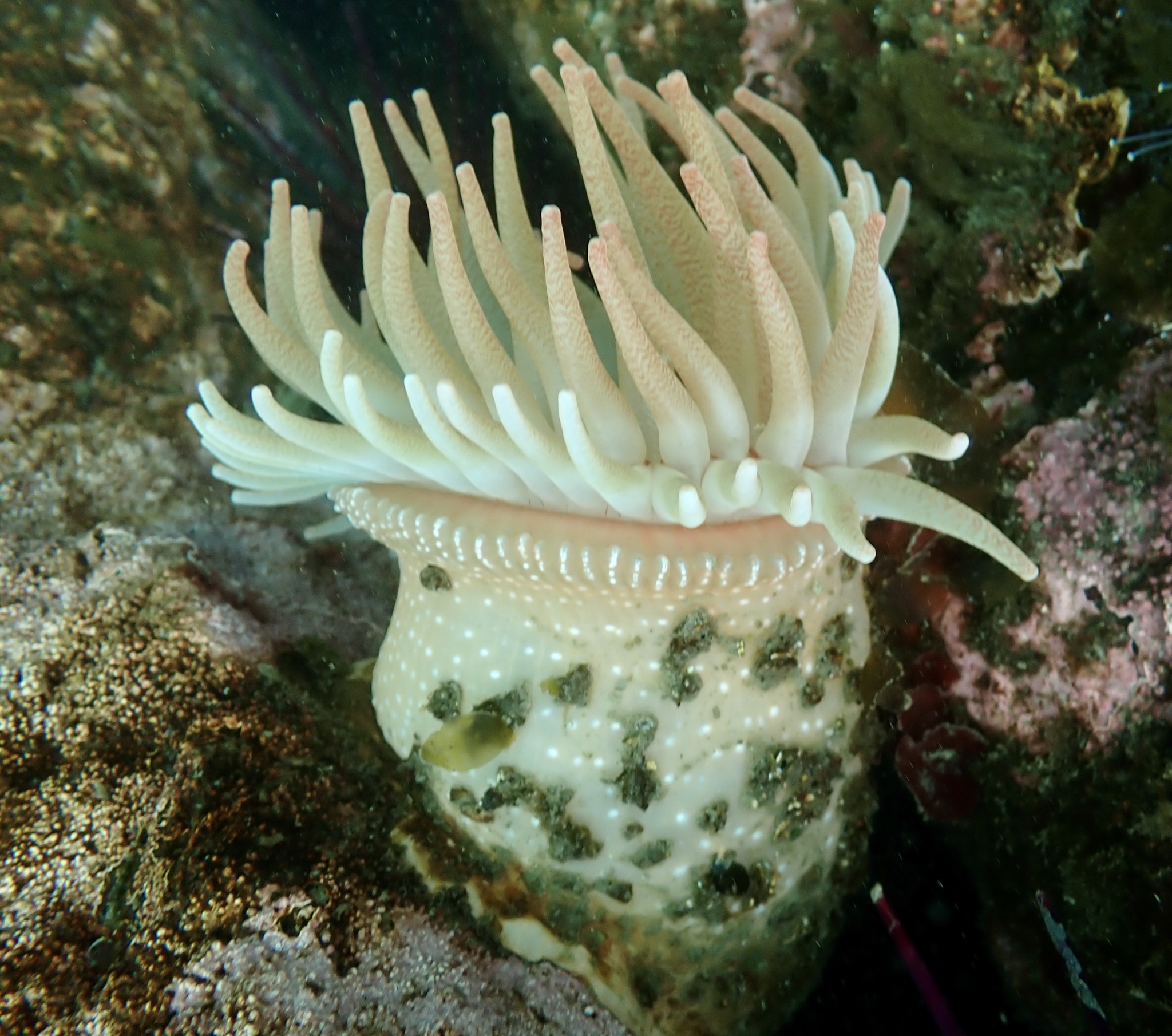 Cribrinopsis fernaldi Siebert & Spaulding, 1976