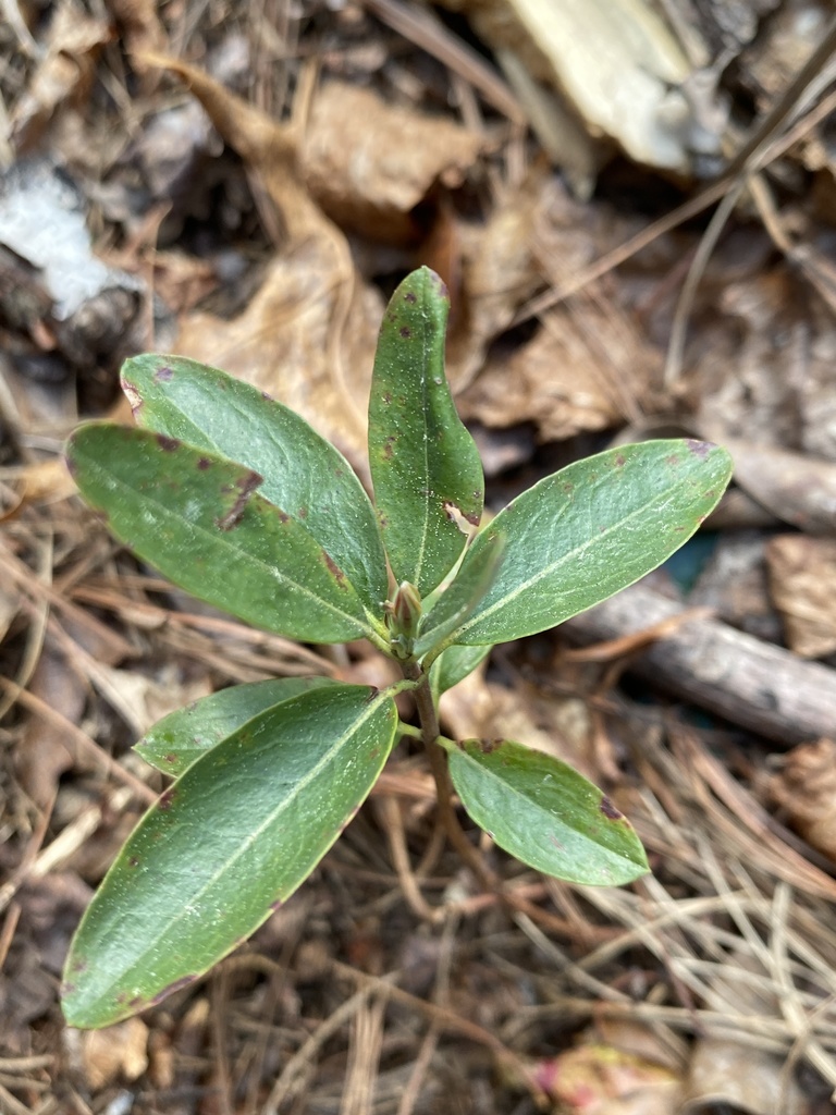 Carolina Wicky in April 2021 by Alan Weakley · iNaturalist