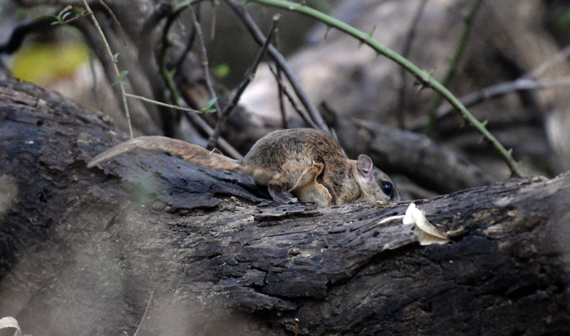 Southern Flying Squirrel from Colleyville, TX 76034, USA on December 1 ...