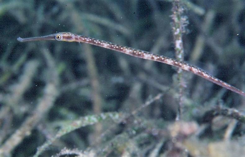 Brushtail Pipefish (Edithburgh Fishlist) · iNaturalist
