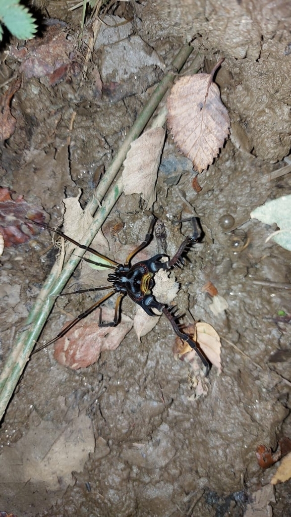 Sadocus asperatus from Purén, Araucanía, Chile on April 17, 2021 at 06: ...