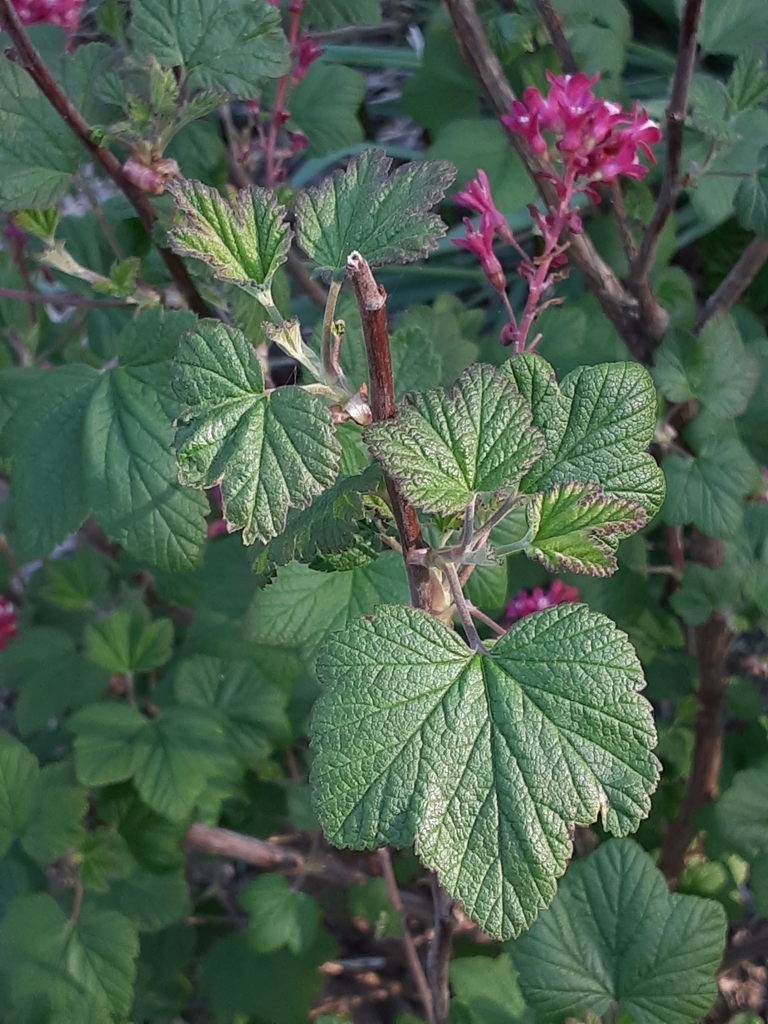 Red-flowering Currant (Carkeek Park, NW Seattle) · iNaturalist