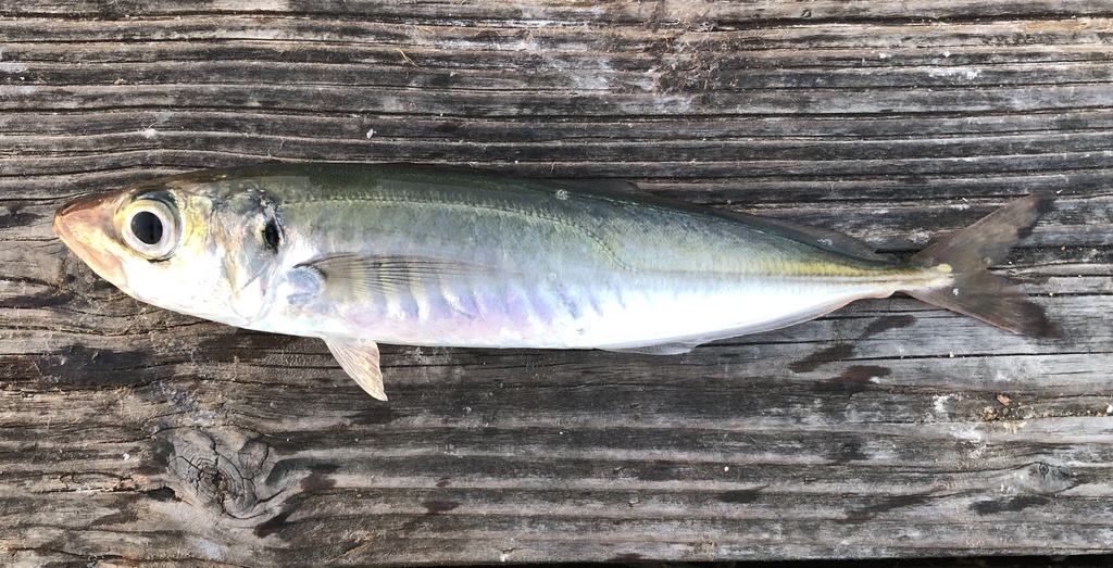Pacific Jack Mackerel from Ventura Harbor, Ventura, CA, US on April 17 ...