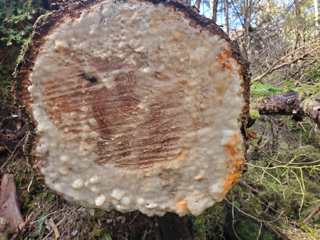 Fusicolla merismoides from Sitka County, US-AK, US on April 17, 2021 at ...