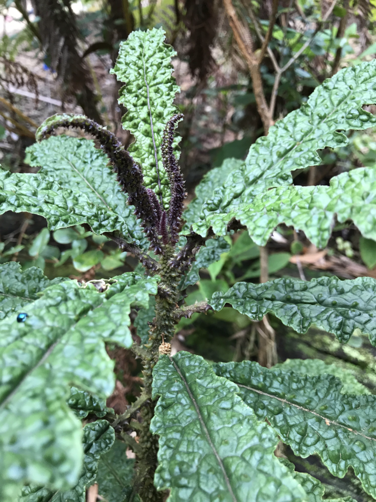 Hāhā (Cyanea) - Botanical Realm