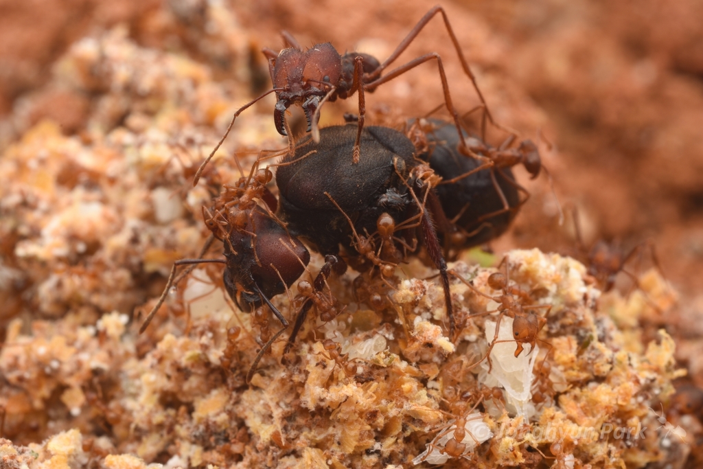 Atta sexdens from 16310, Peru on February 23, 2020 by Jonghyun Park · iNaturalist