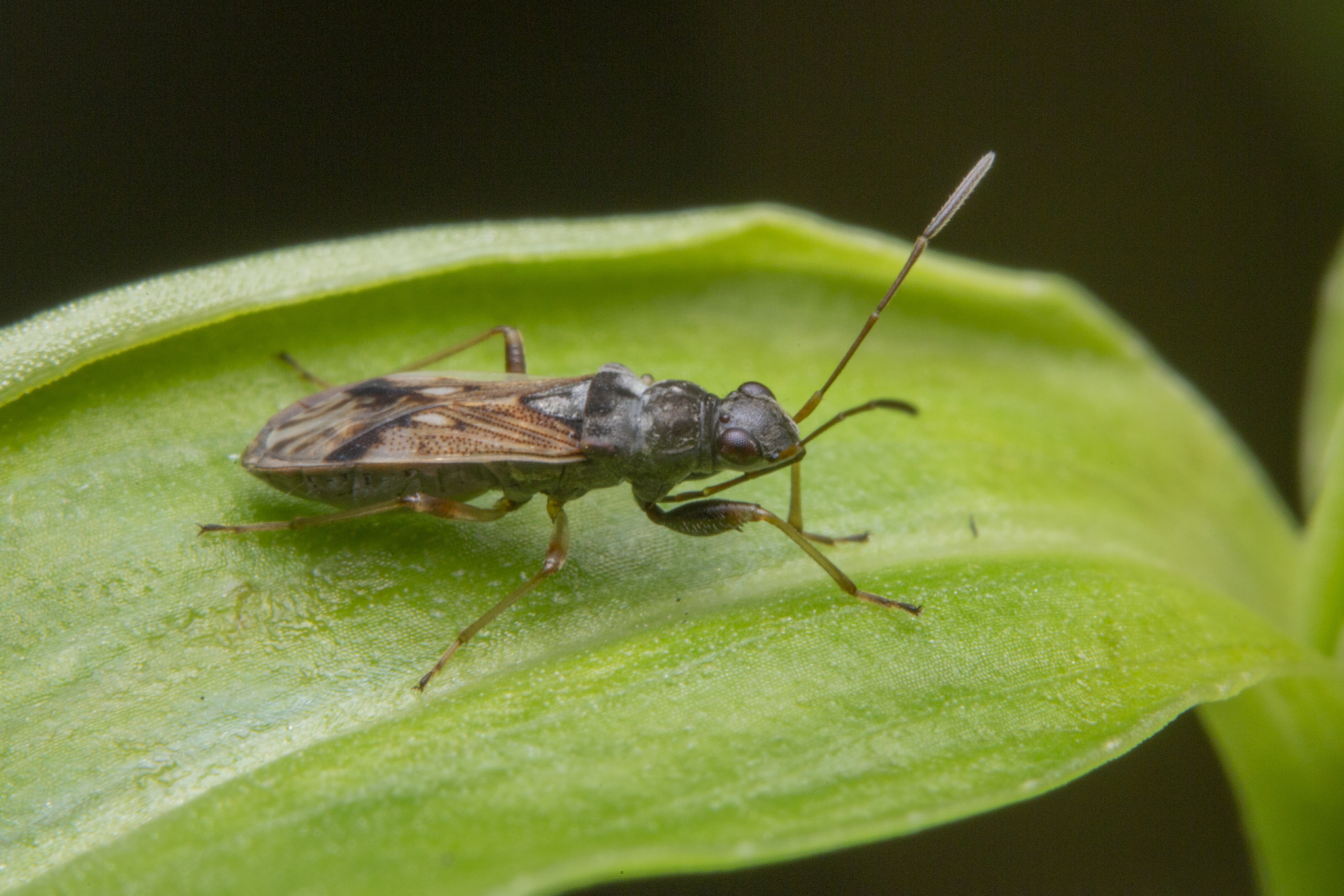 Pseudopachybrachius guttus (Dallas, 1852)