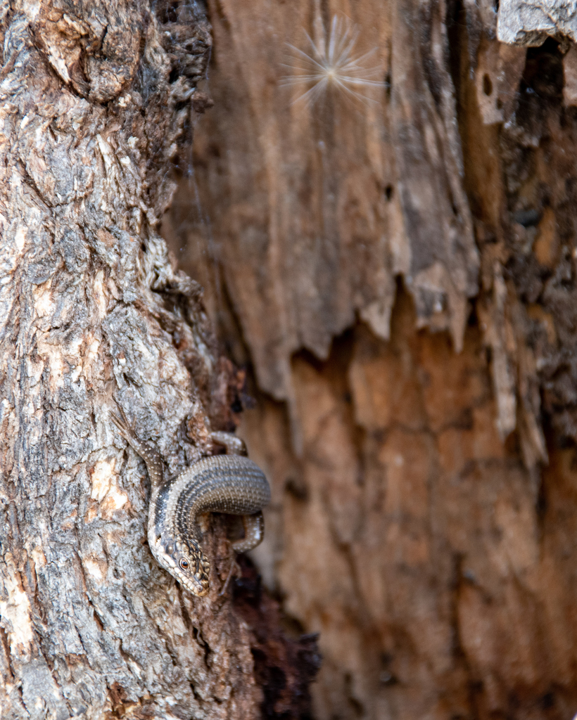 Tree Skink from Frogmore NSW 2586, Australia on November 29, 2020 at 12 ...