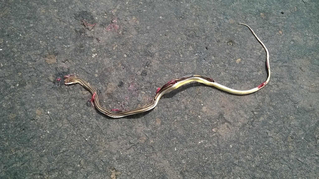 Pakistan Sand Racer from Saldi, Gujarat, India on July 06, 2015 at 10: ...