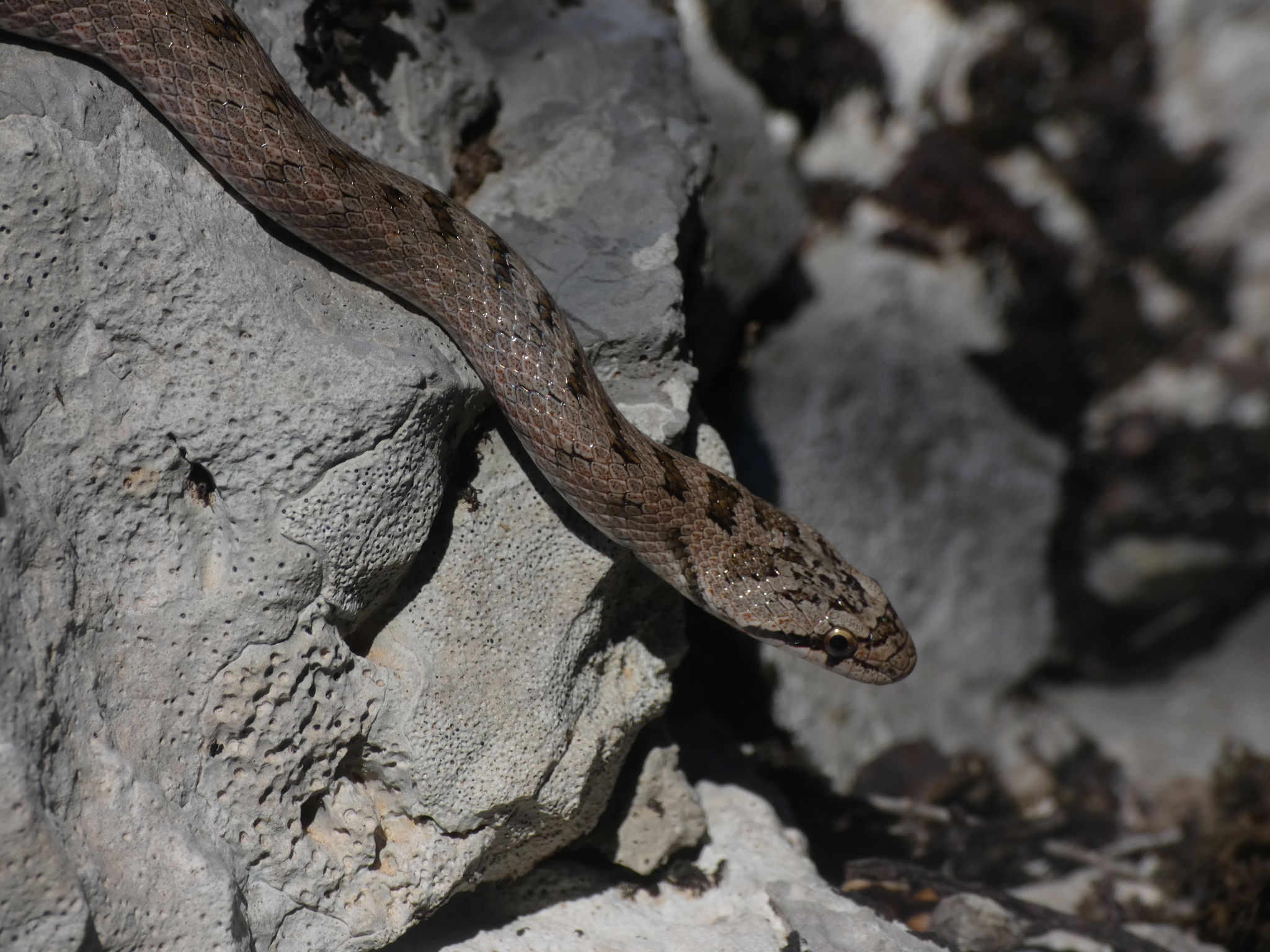 10 Snakes That Live In Italy – Snake Radar