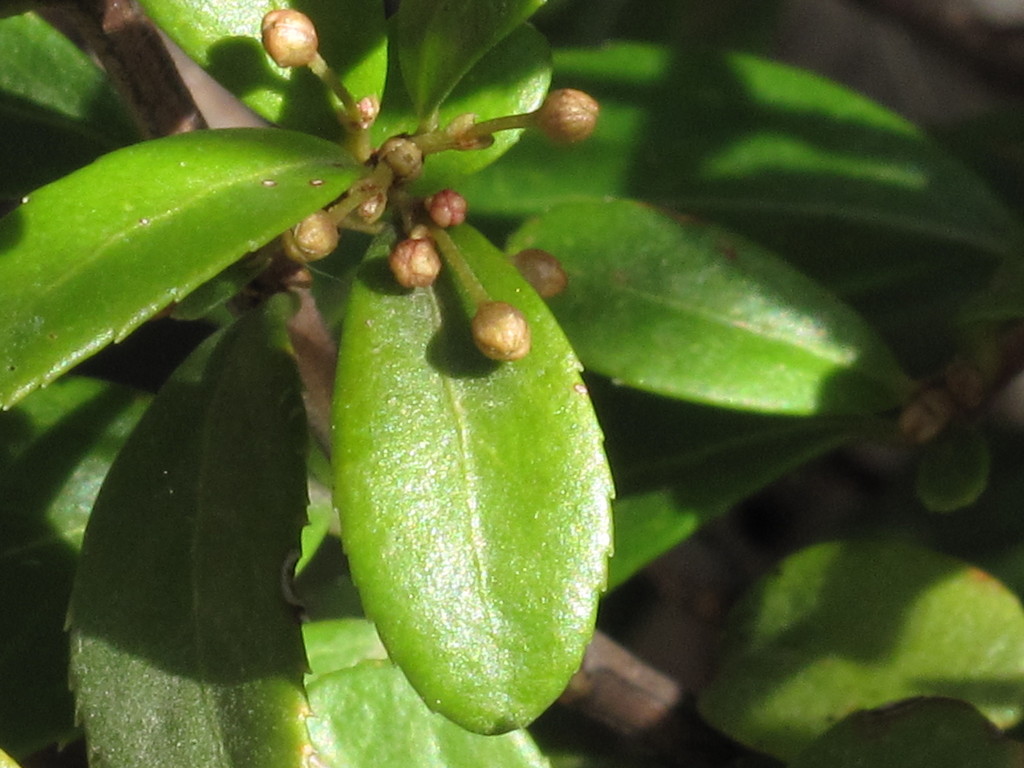 Oregon Boxwood (Paxistima myrsinites) - Botanical Realm