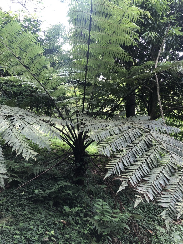 Spiny Tree Fern (Alsophila spinulosa) - Botanical Realm