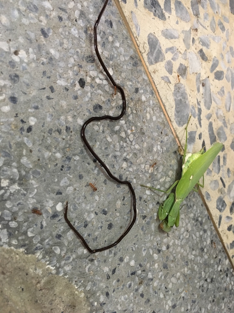 Chordodes formosanus from 600台灣嘉義縣嘉義市, 嘉義市, 台灣, TW on December 2, 2017 ...