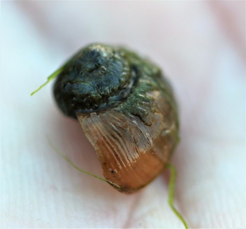 Salinator tecta · iNaturalist