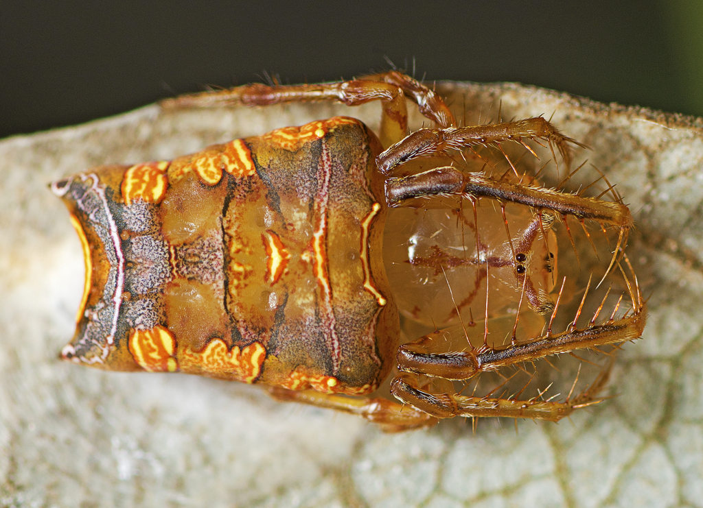 Fork-tailed Arkys from Freshwater national park on April 18, 2021 at 10 ...
