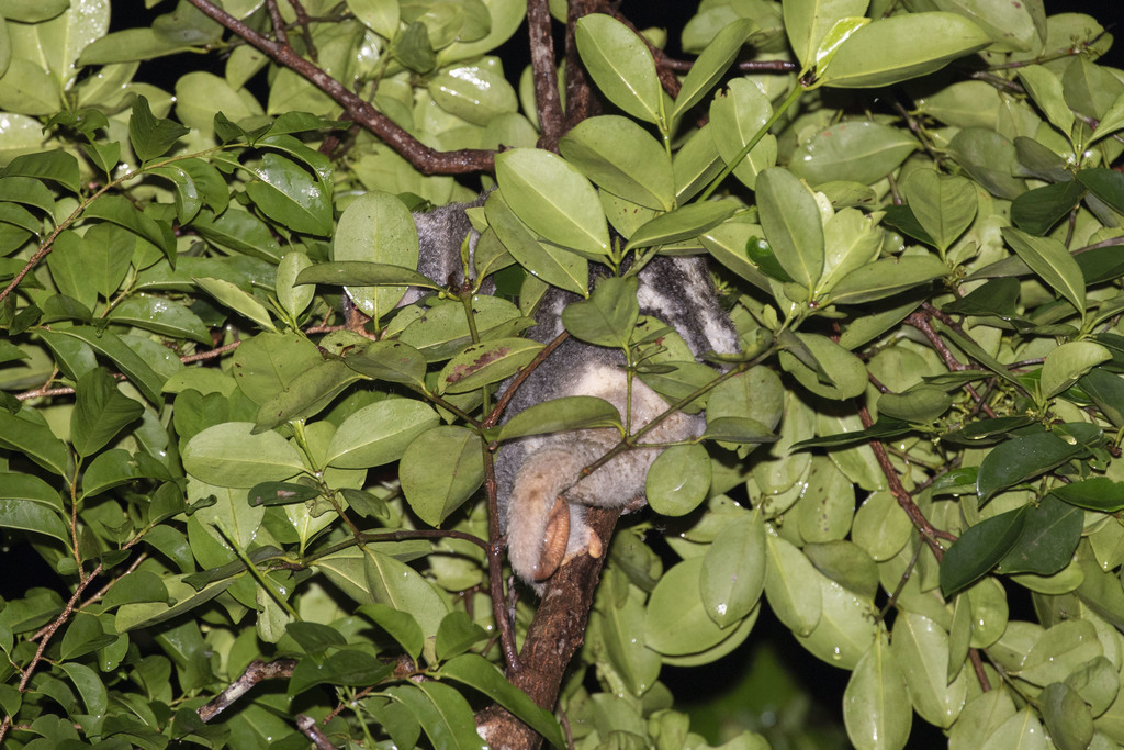 Common Spotted Cuscus from Lockhart QLD 4892, Australia on February 20 ...