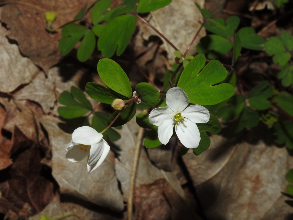 false rue anemone in April 2021 by Will Van Hemessen · iNaturalist