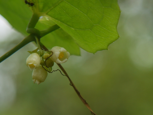 Solena heterophylla · iNaturalist