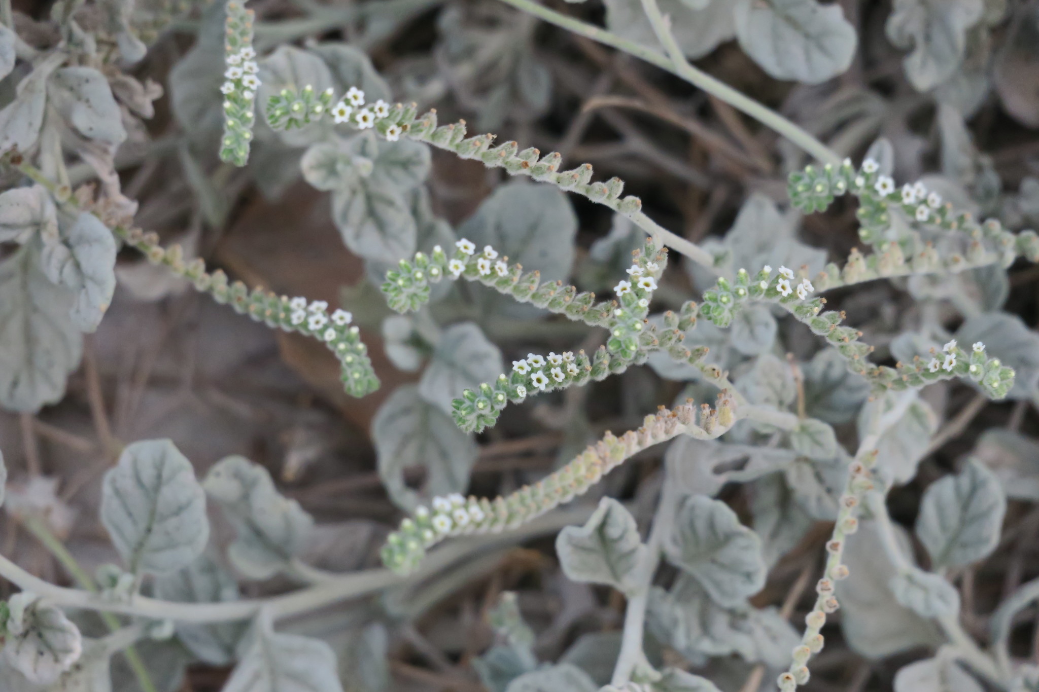 Echiochilon persicum (Burm.fil.) I.M.Johnst.