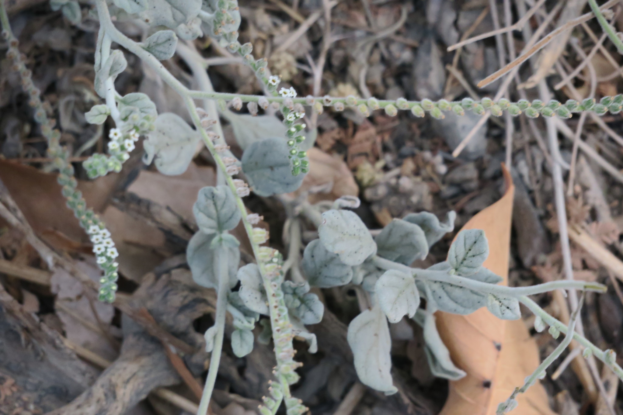 Echiochilon persicum (Burm.fil.) I.M.Johnst.