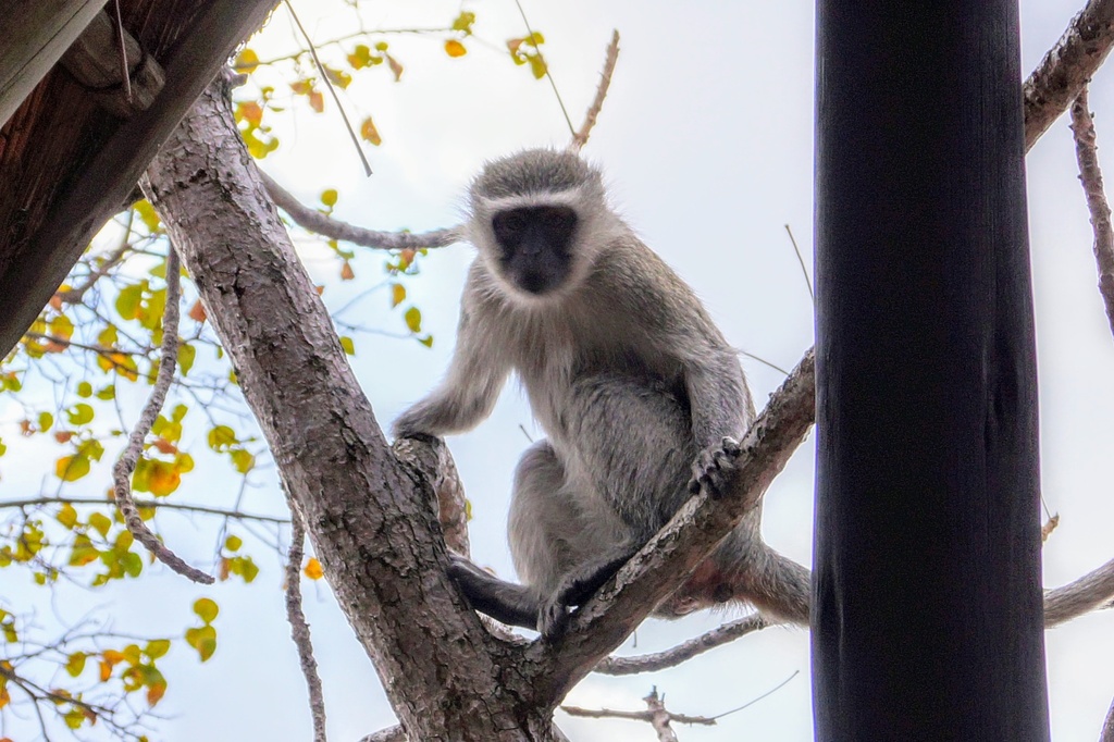 Southern Vervet Monkey from Uitkyk Street, Franschhoek, WC, ZA on June ...