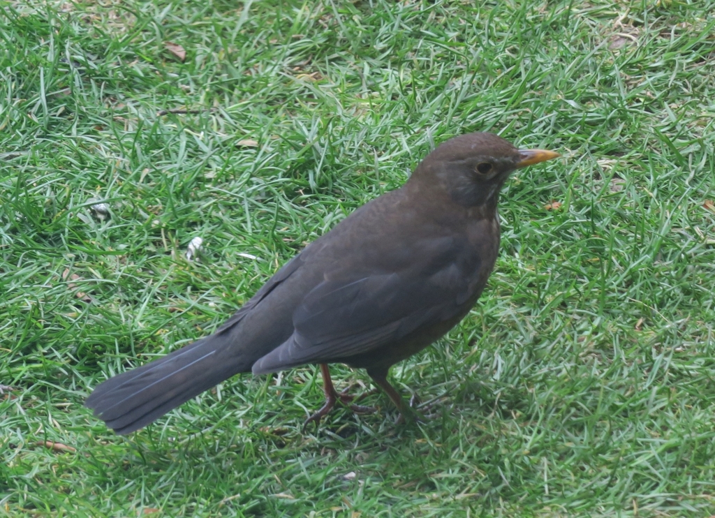 Eurasian Blackbird in April 2021 by Pasi Hyvönen · iNaturalist