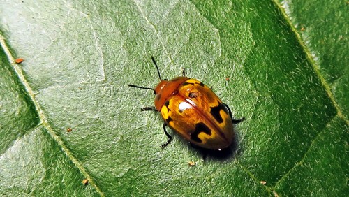 Iphiclus fuscomaculatus · iNaturalist