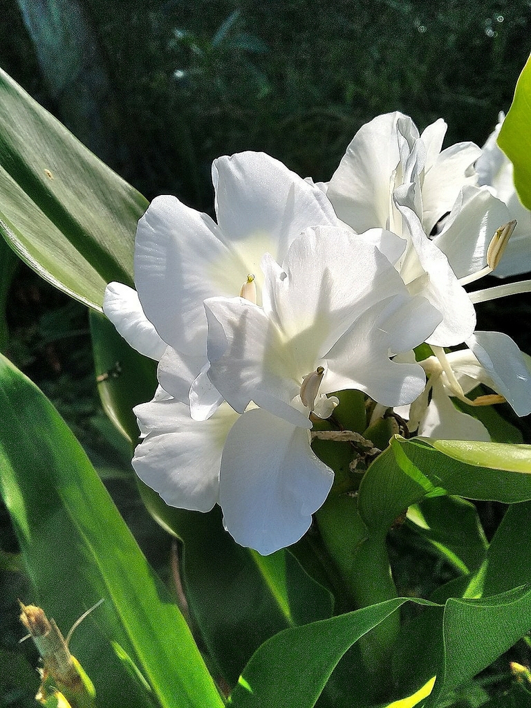 White ginger from Socorro - SP, 13960-000, Brasil on April 18, 2021 at ...