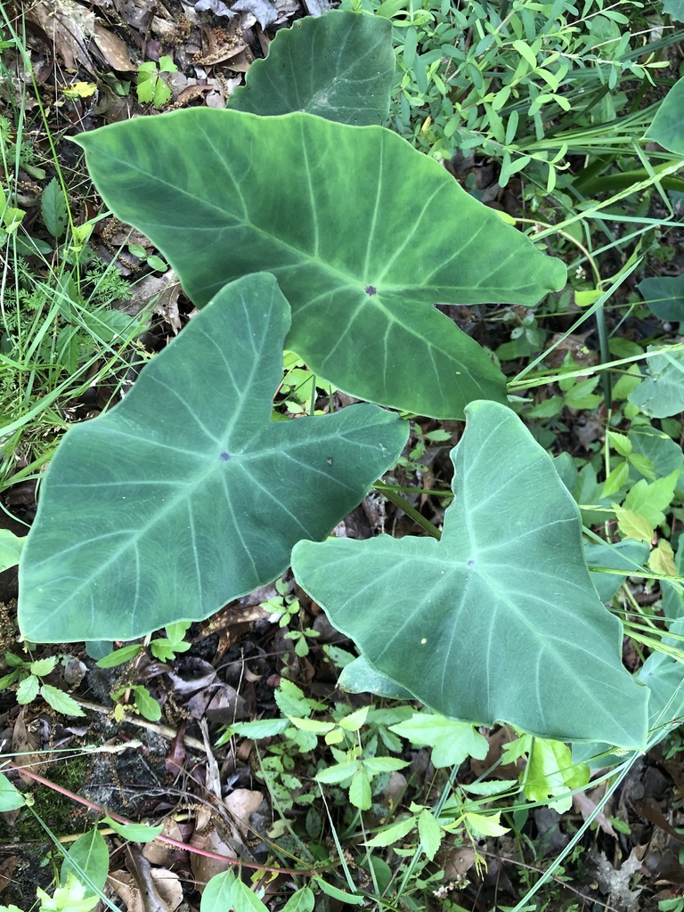 Taro in April 2021 by Houston Chandler · iNaturalist