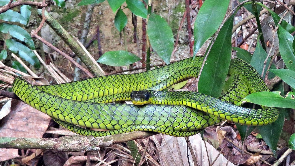 Coastal Sipo (Chironius foveatus) - Snakes and Lizards